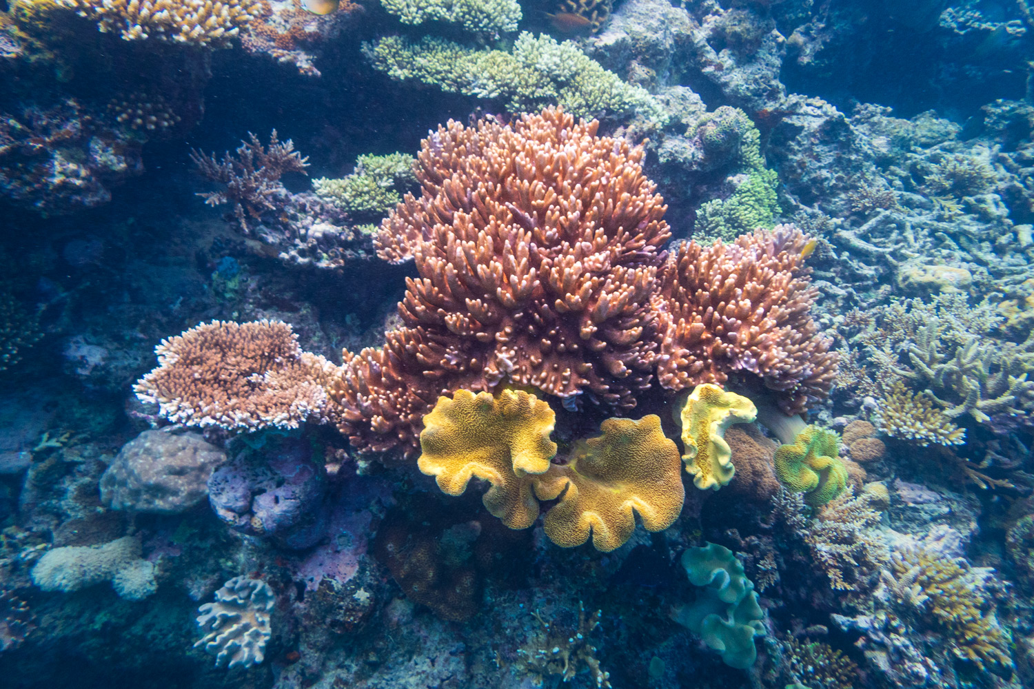 Great Barrier Reef – Australia | Gábor Ruff