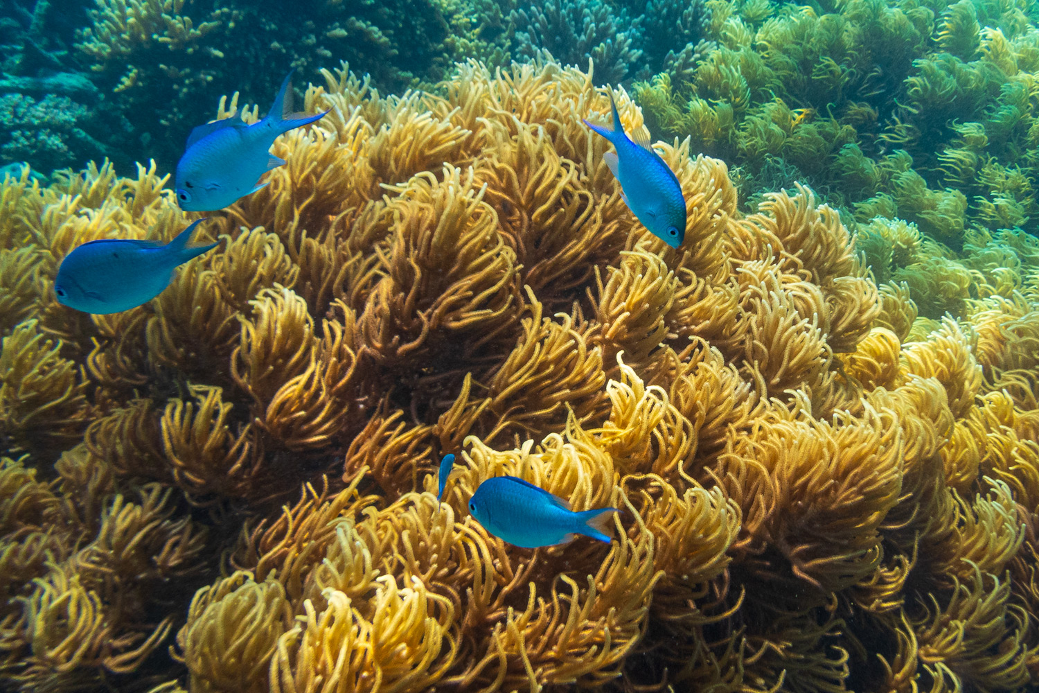 Great Barrier Reef – Australia | Gábor Ruff