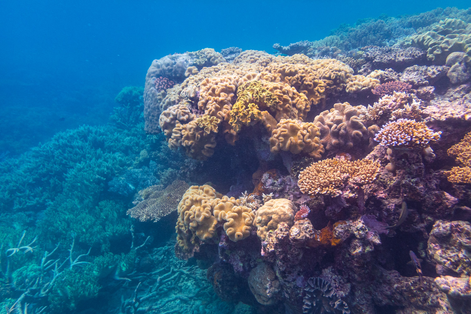 Great Barrier Reef – Australia | Gábor Ruff
