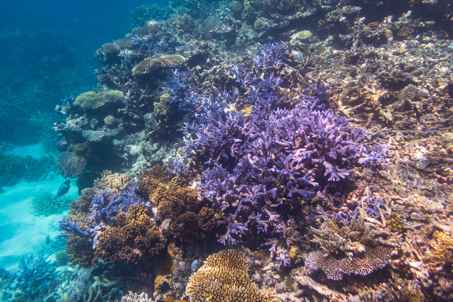 Great Barrier Reef – Australia | Gábor Ruff