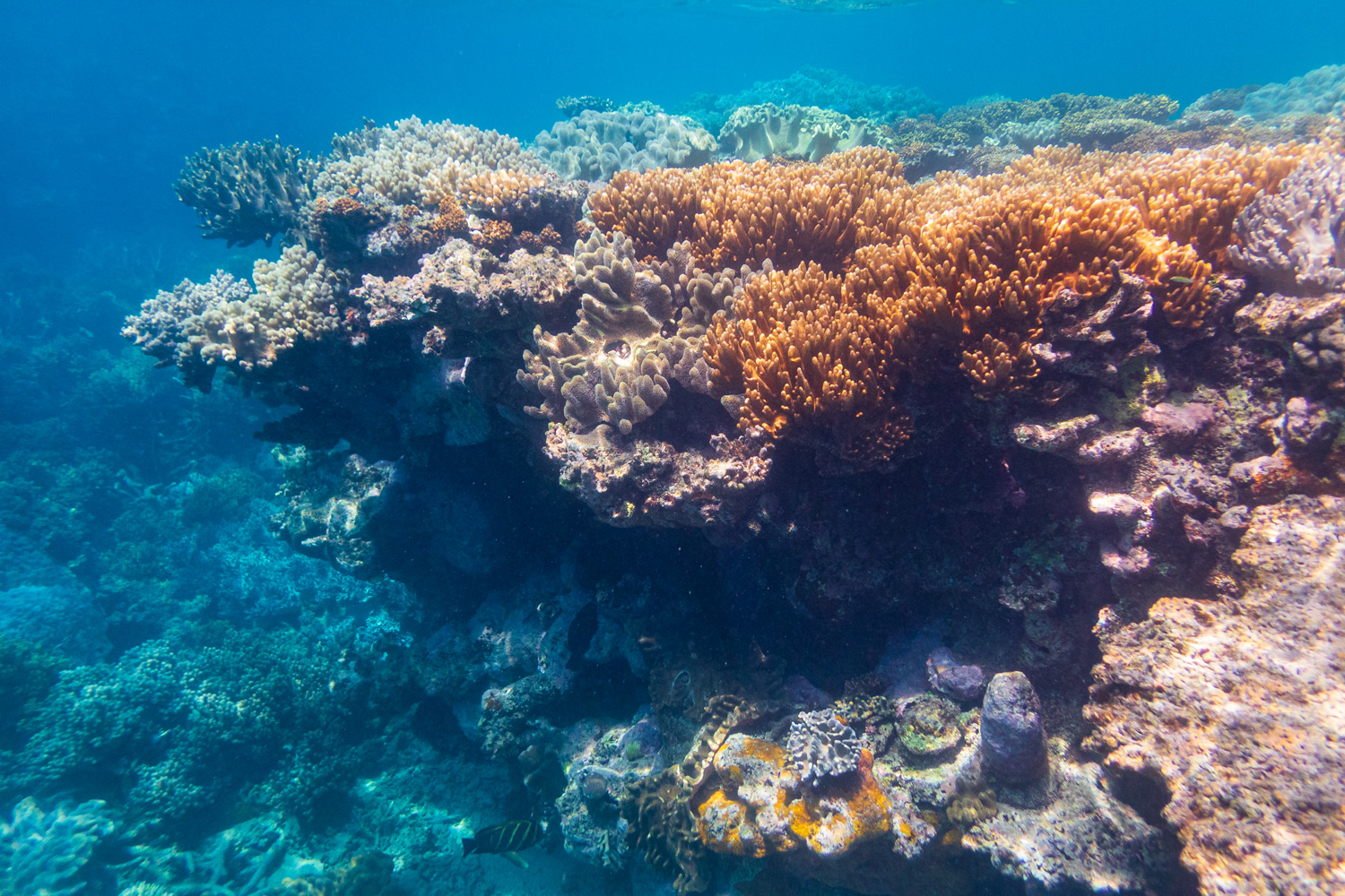 Great Barrier Reef – Australia | Gábor Ruff