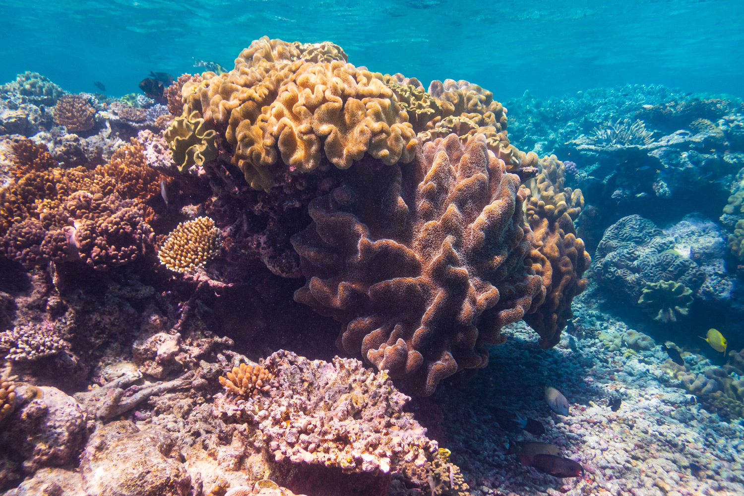 Great Barrier Reef – Australia | Gábor Ruff