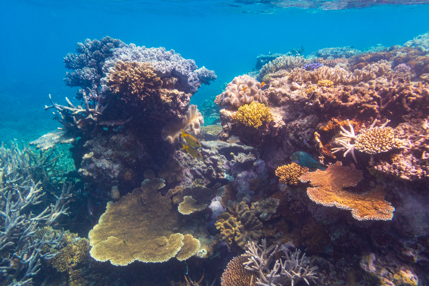 Great Barrier Reef – Australia | Gábor Ruff