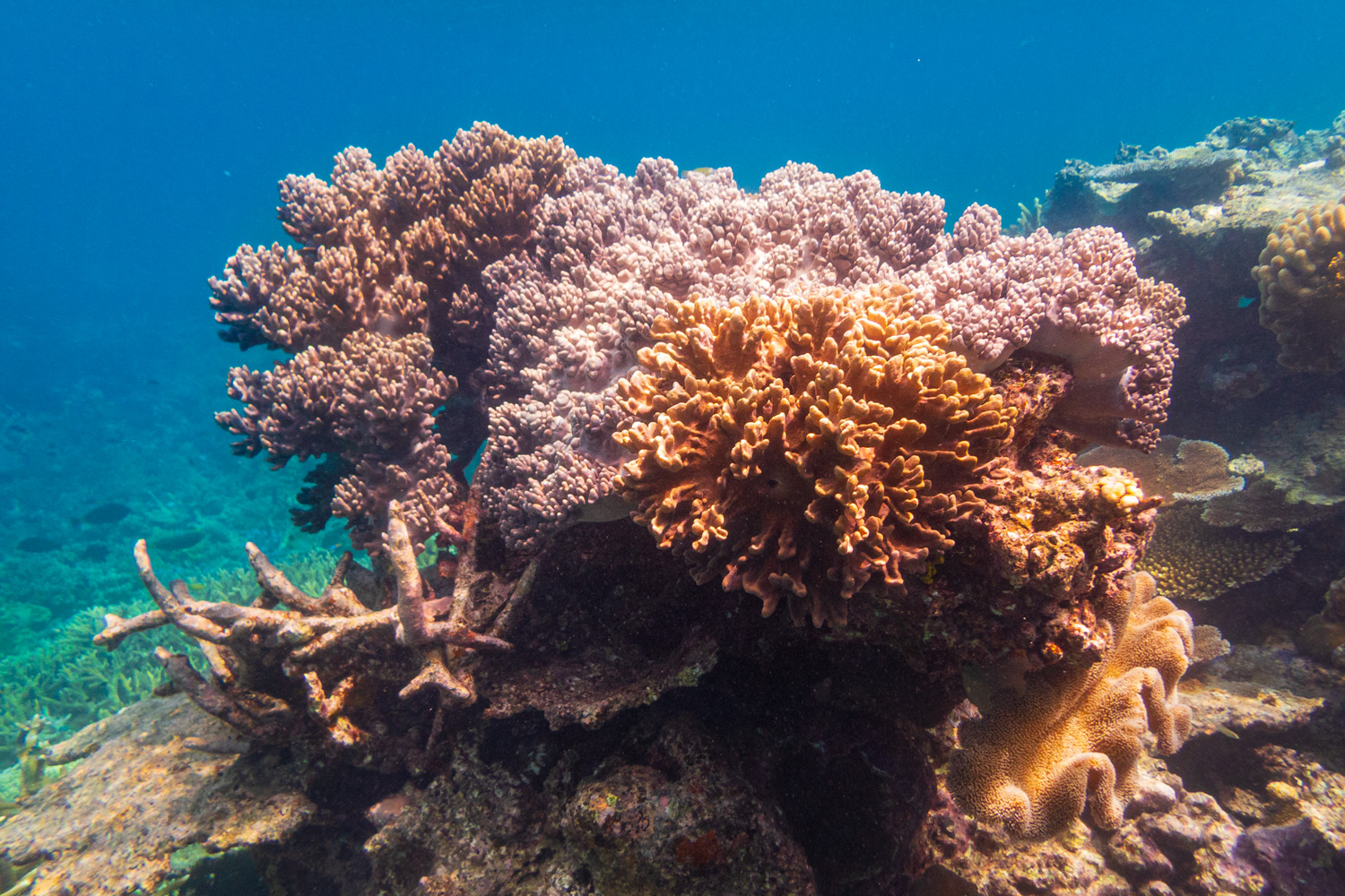Great Barrier Reef – Australia | Gábor Ruff