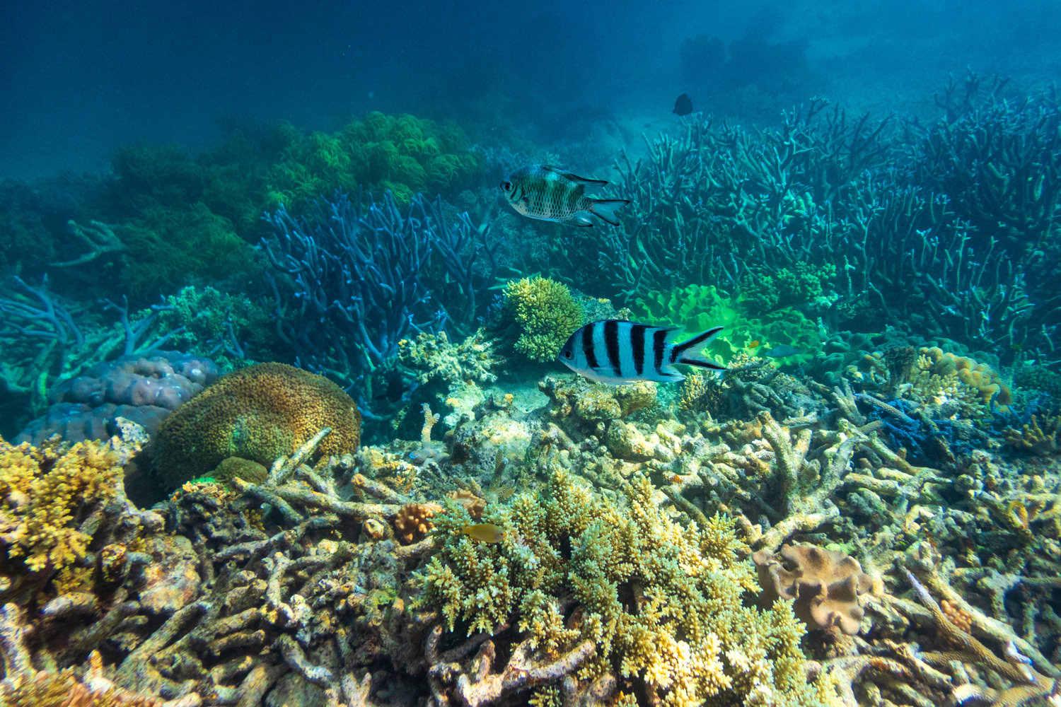 Great Barrier Reef – Australia | Gábor Ruff