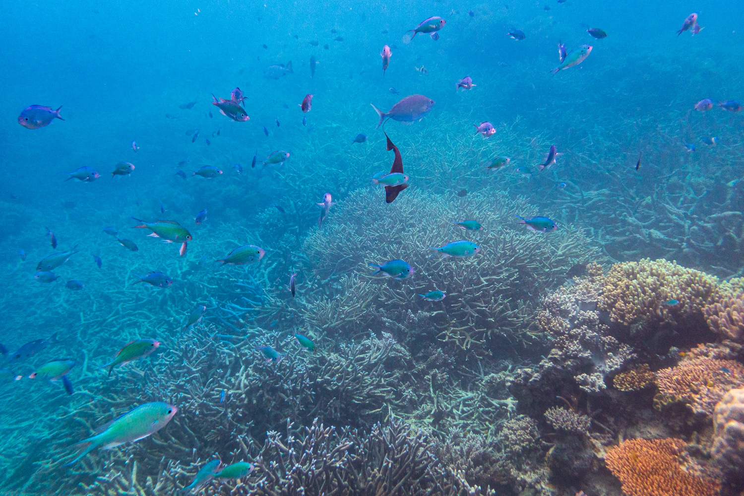 Great Barrier Reef – Australia | Gábor Ruff