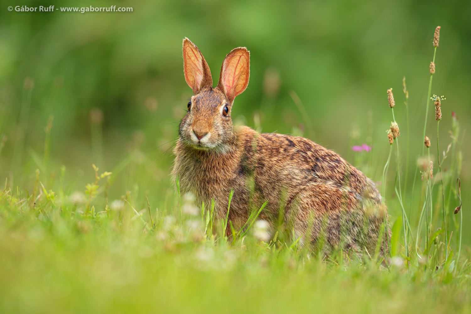 Rabbits and Other Wildlife in my Backyard | Gábor Ruff