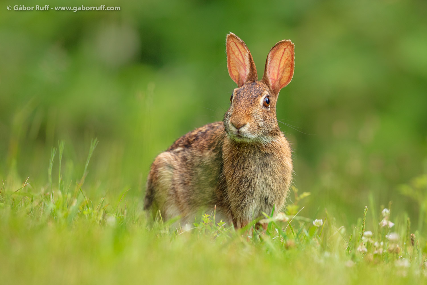 Rabbits and Other Wildlife in my Backyard | Gábor Ruff