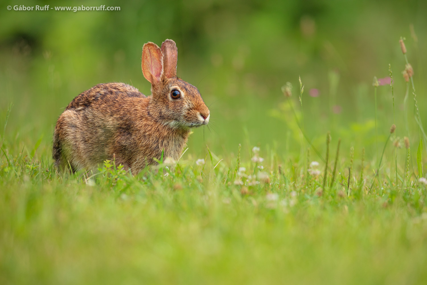 Rabbits and Other Wildlife in my Backyard | Gábor Ruff