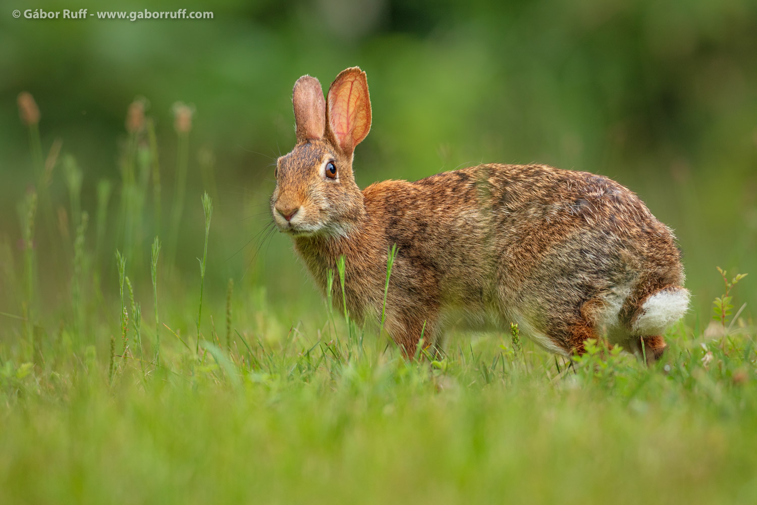 Rabbits and Other Wildlife in my Backyard | Gábor Ruff