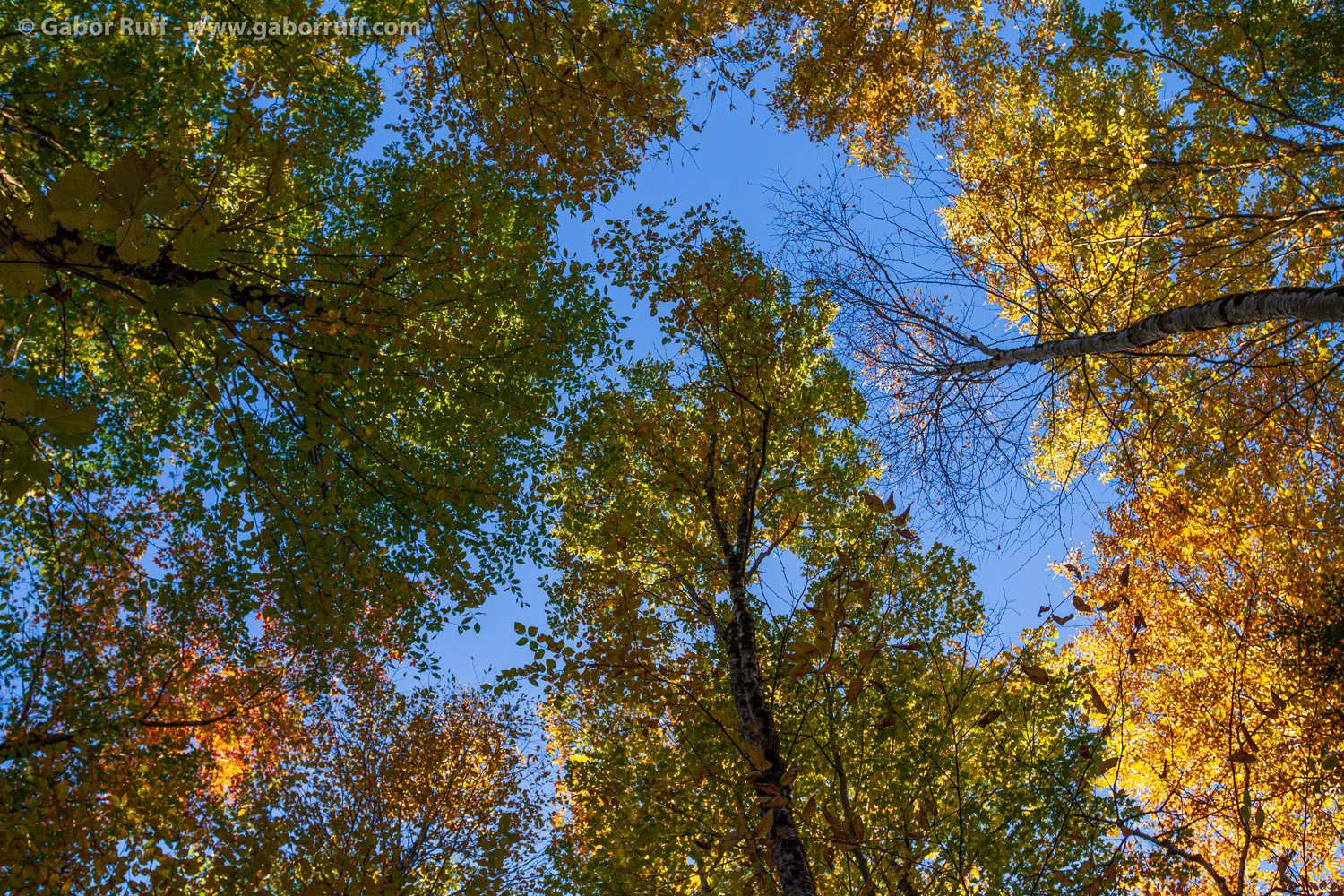 Fall Colors in the White Mountains | Gábor Ruff