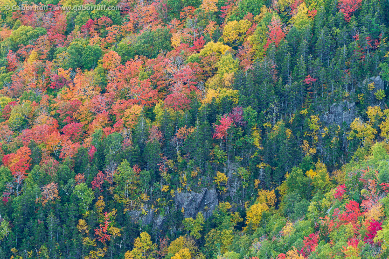Fall Colors in the White Mountains | Gábor Ruff