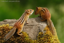 Eastern Chipmunk | Gábor Ruff