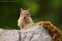Eastern Chipmunk | Gábor Ruff
