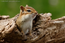 Eastern Chipmunk | Gábor Ruff
