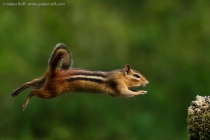 Eastern Chipmunk | Gábor Ruff
