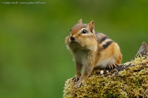 Eastern Chipmunk | Gábor Ruff