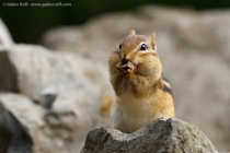 Eastern Chipmunk | Gábor Ruff