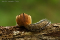 Eastern Chipmunk | Gábor Ruff