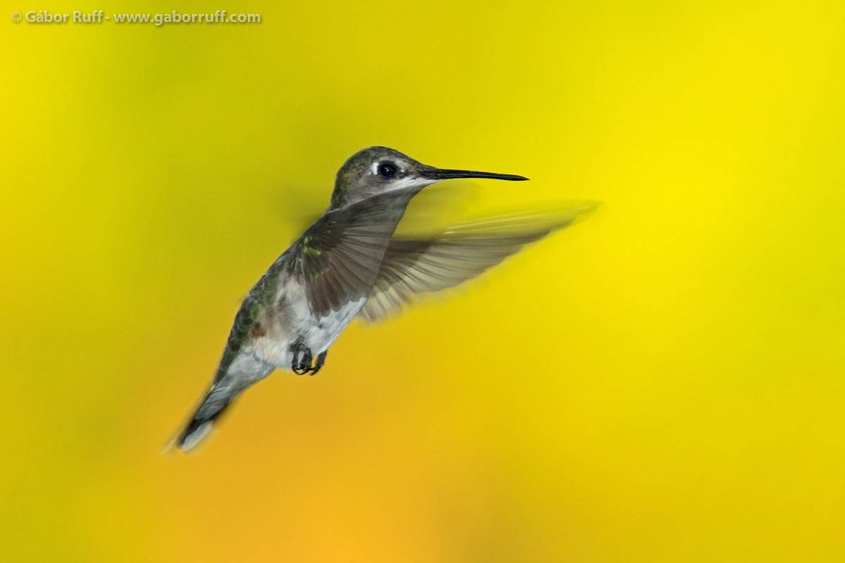 Migration patterns of Hummingbirds | Gábor Ruff
