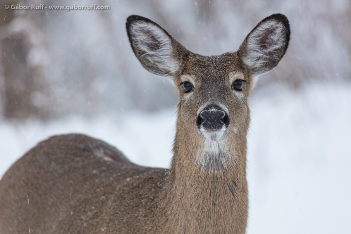 White-tailed Deer in Connecticut | Gábor Ruff