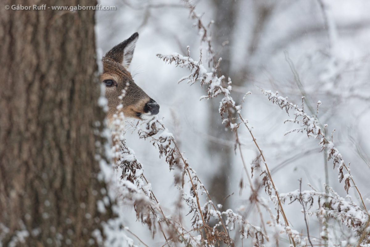 White-tailed Deer in Connecticut | Gábor Ruff