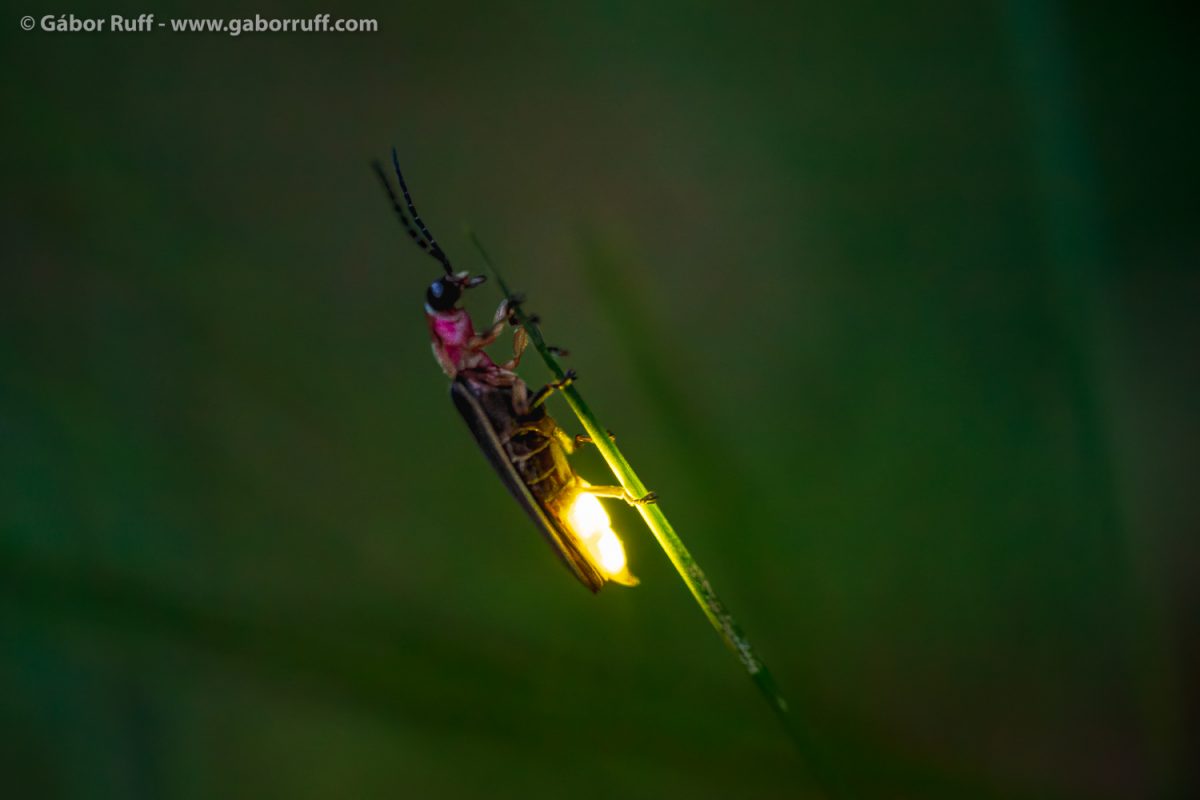 Firefly Photography | Gábor Ruff