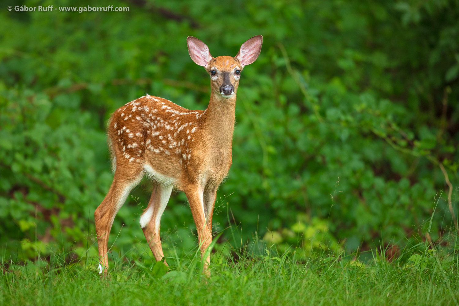 Rabbits and Other Wildlife in my Backyard | Gábor Ruff