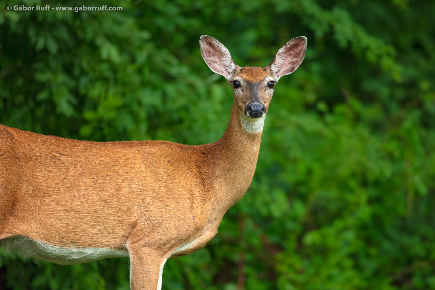 Rabbits and Other Wildlife in my Backyard | Gábor Ruff